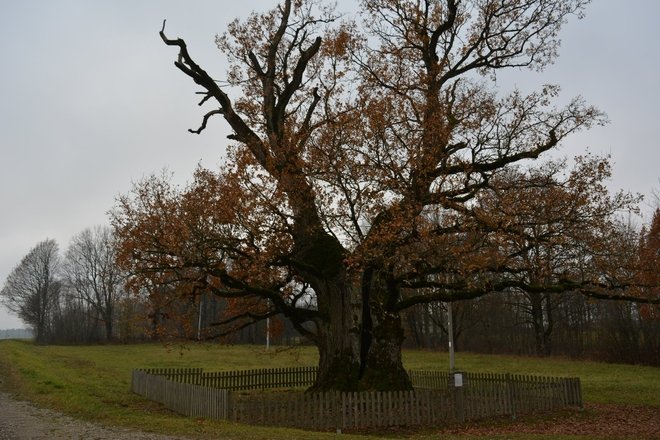 Mingėlos oak